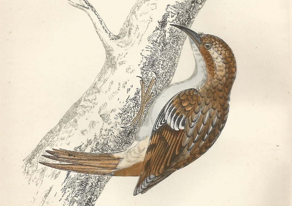 TREE CREEPER – THE NORTH RIDING PROJECT