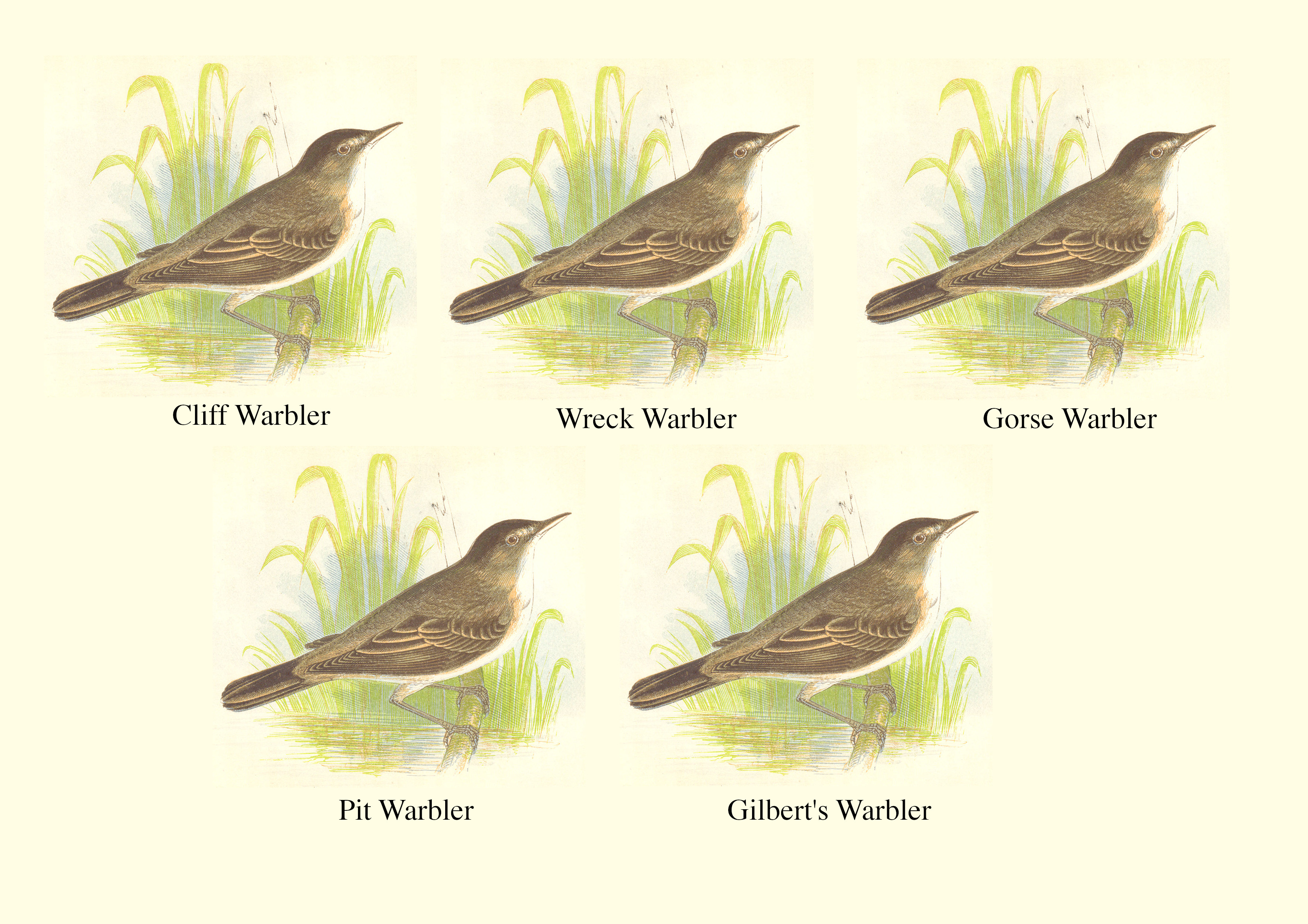 WARBLERS – THE NORTH RIDING PROJECT