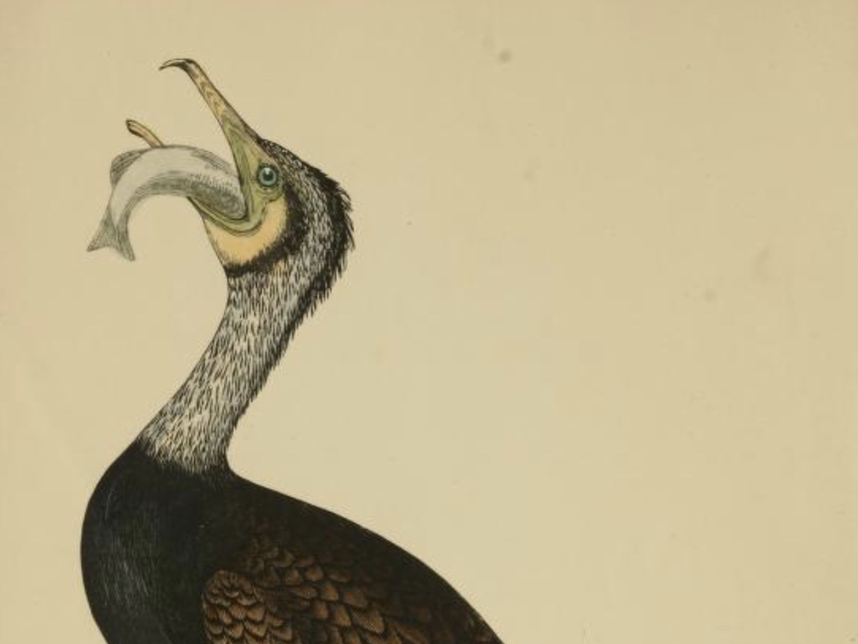 CORMORANTS – THE NORTH RIDING PROJECT